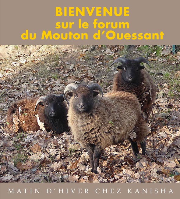 Le Mouton d'Ouessant - portail Le Mouton d'Ouessant - portail